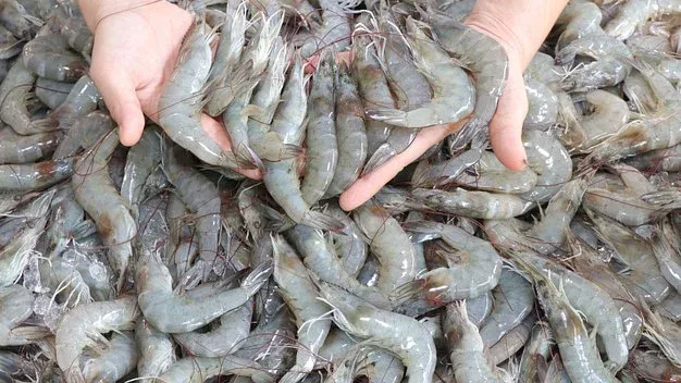 The Health Benefits and Risks of Eating Shrimp: Expert Insights and ...