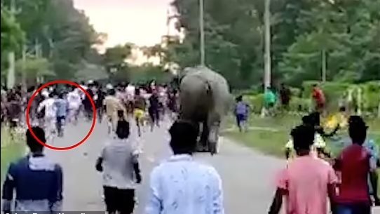 فيل يسحق طفلا حتى الموت بقرية هندية شاهد
