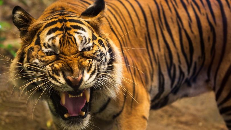 نمر ياكل طفل وهو يحصد البن، ويعود لينهي حياة جده