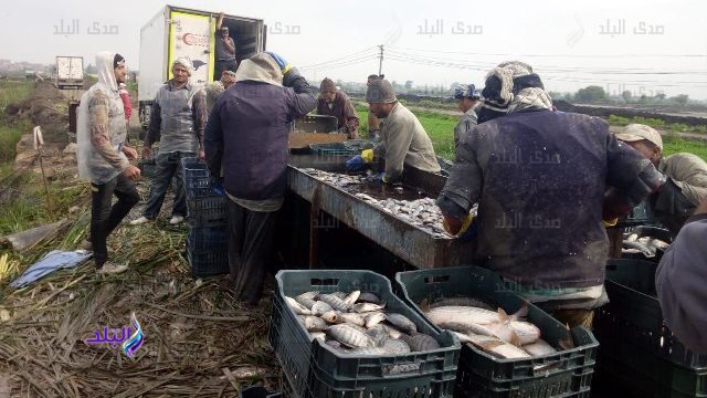 انطلاق موسم صيد الأسماك بالمزارع السمكية بالعباسة بأبو حماد